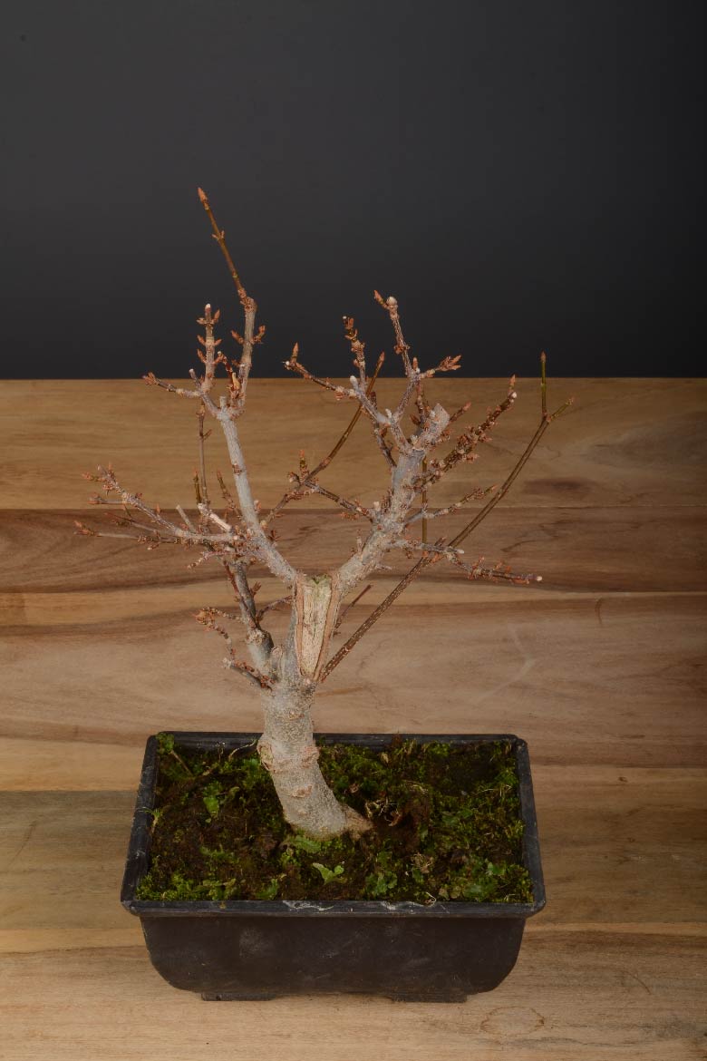Bonsai Acero giapponese: scheda prodotto