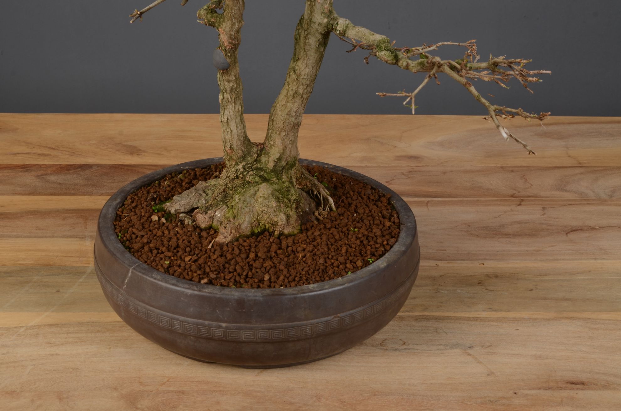 Bonsai Acero giapponese: scheda prodotto