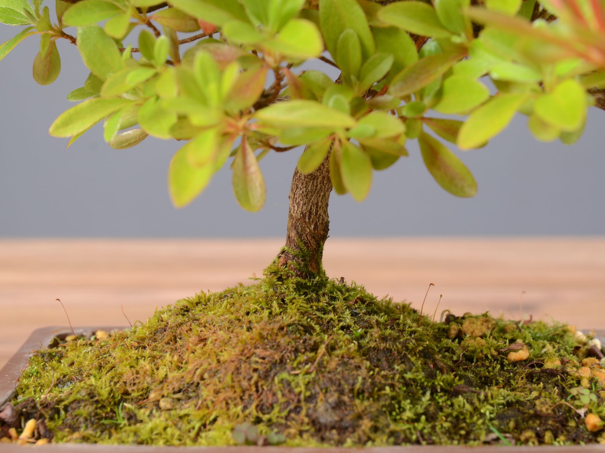 Bonsai Azalea: descrizione, cura, mantenimento, quanto costa