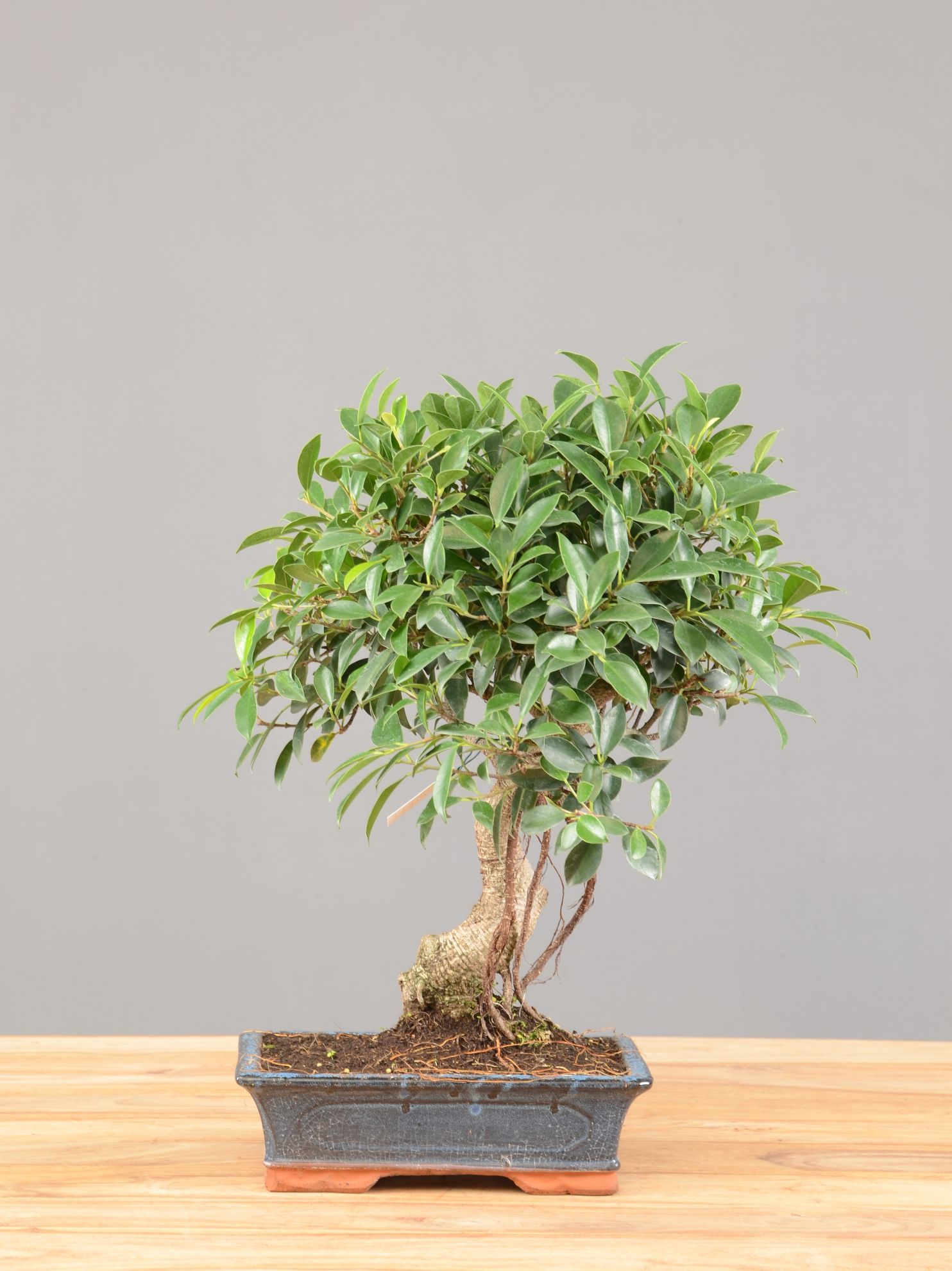 Bonsai Ficus retusa (Bonsai Fico)