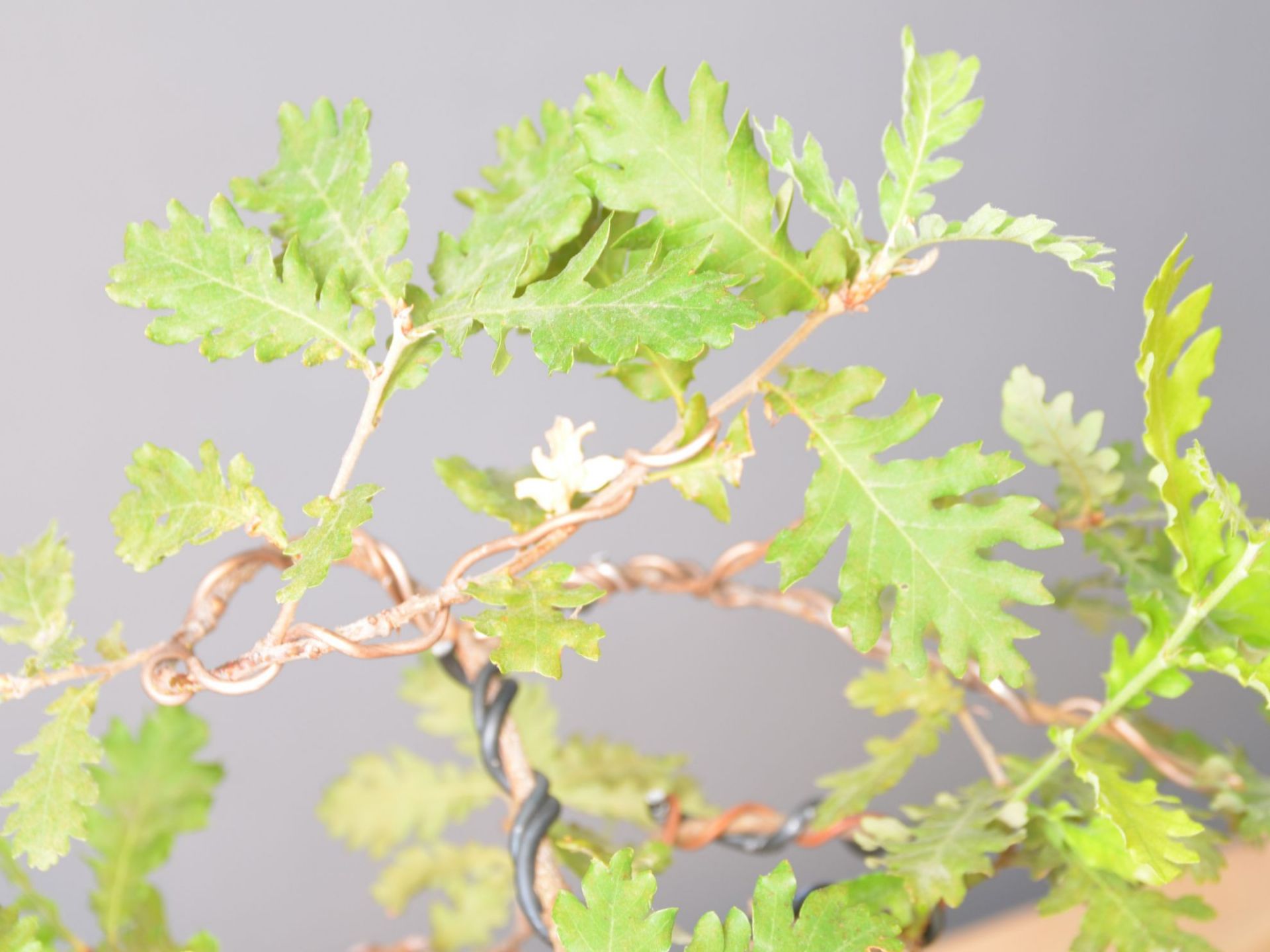 Bonsai Quercia: acquista il tuo bonsai su Spazio Bonsai