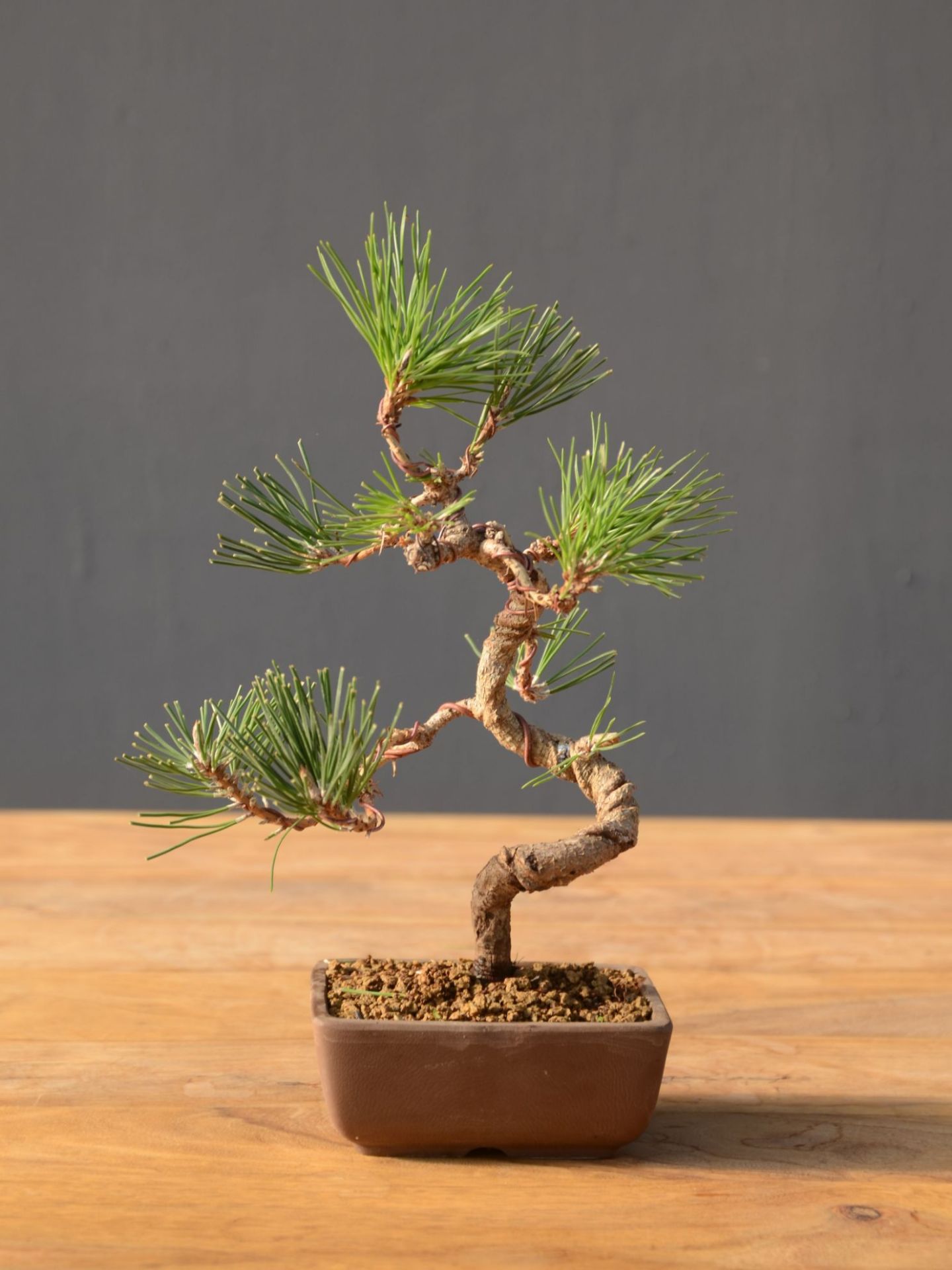 Bonsai Pino silvestre: scheda prodotto e dettagli per la cura