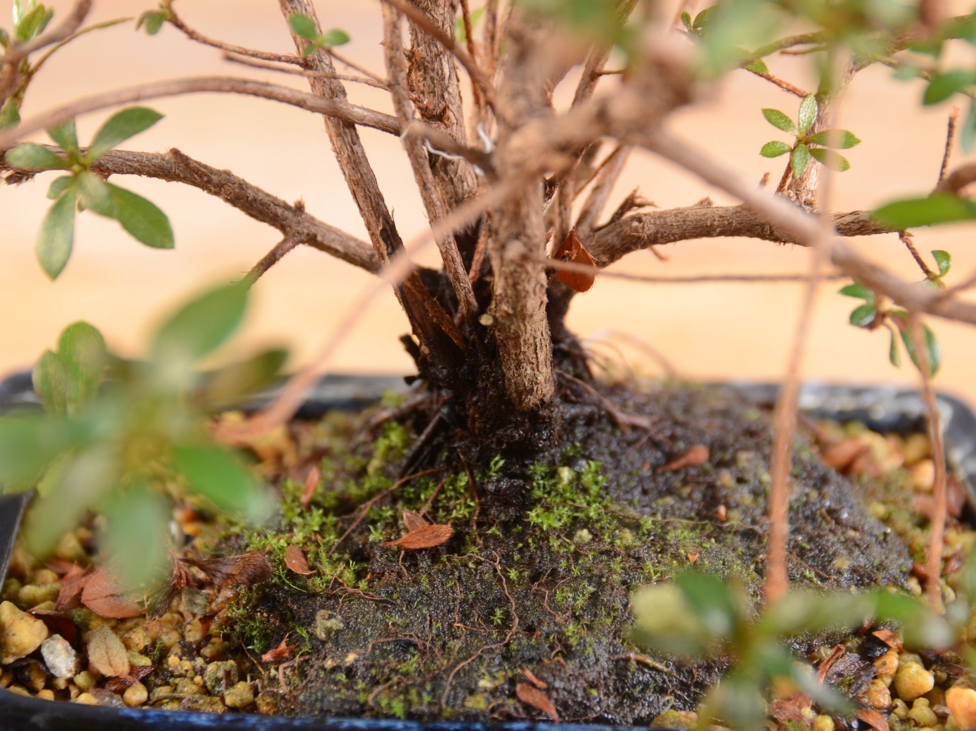 Bonsai Azalea: descrizione, cura, mantenimento, quanto costa