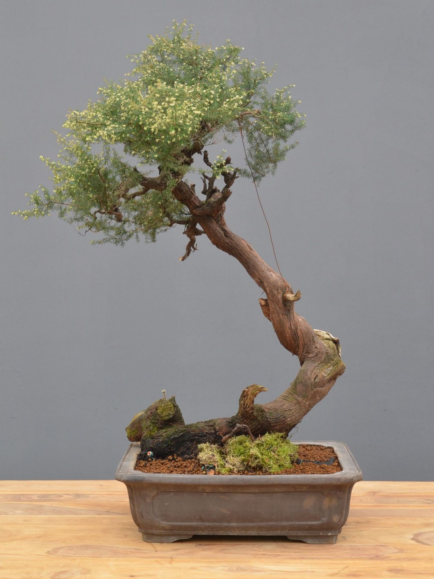 Bonsai Erica